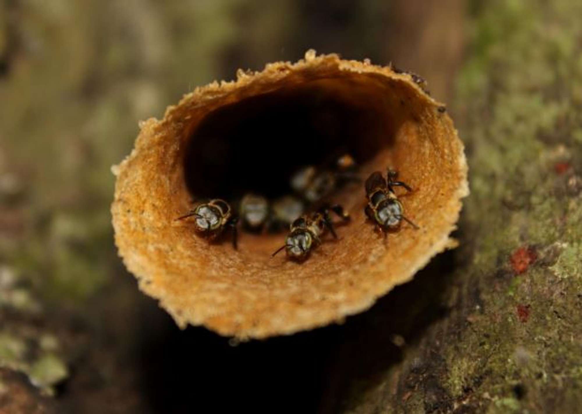 Stingless Beekeeping (Meliponiculture) on Java | ECHOcommunity.org